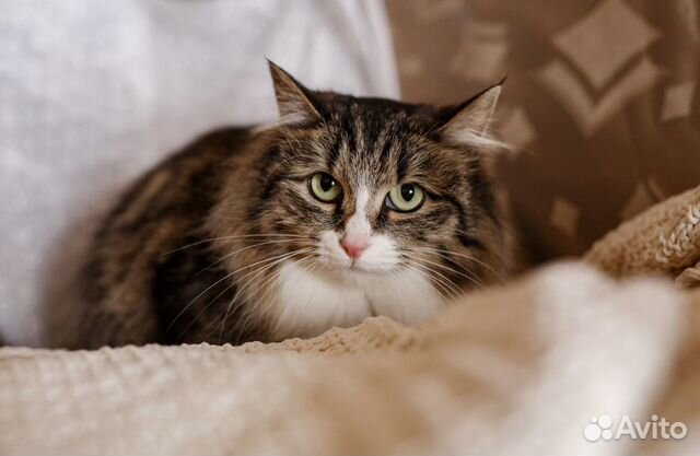 Зеленоглазка Ханна мечтает о доме