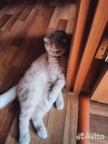 Кошечка в добрые руки