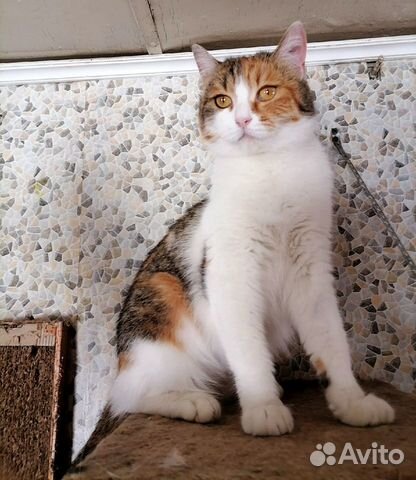 Кошка Алекса