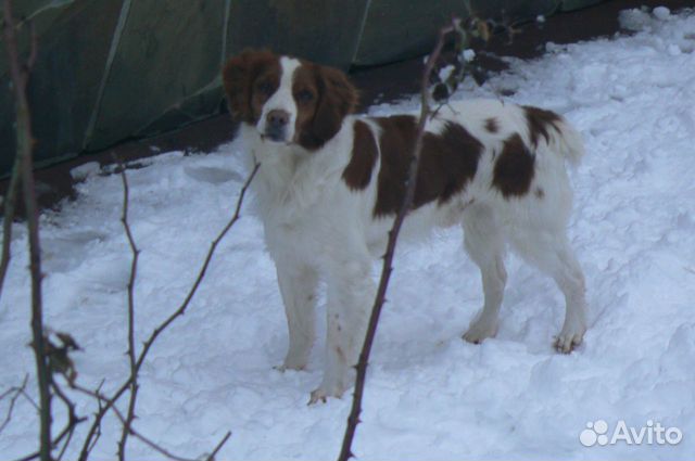 Кобель для вязки Эпаньол Бретон