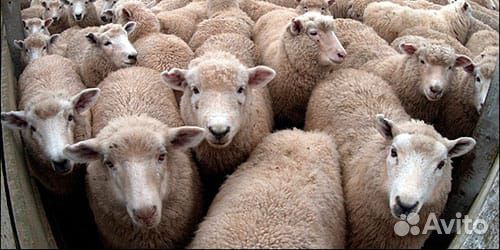 Бараны, телята