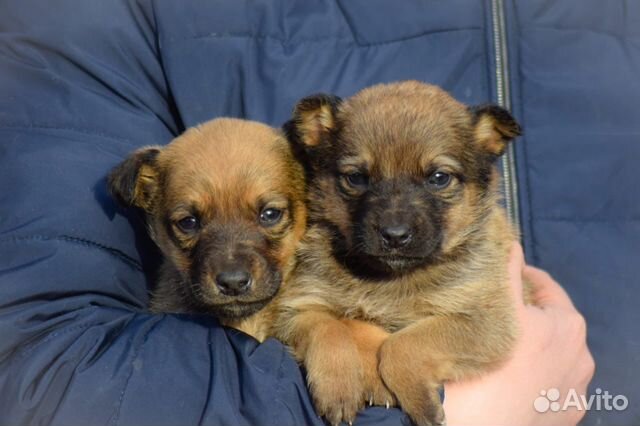 Щенки Клепа и Тобик