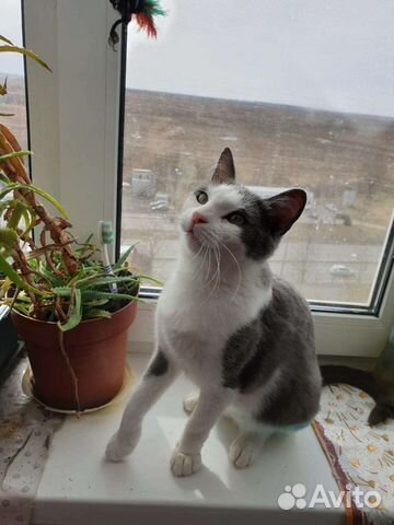 Кошка Зойка