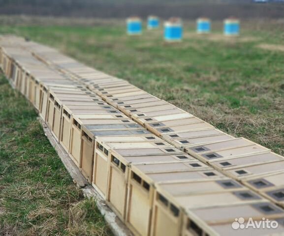 Пчелопакеты