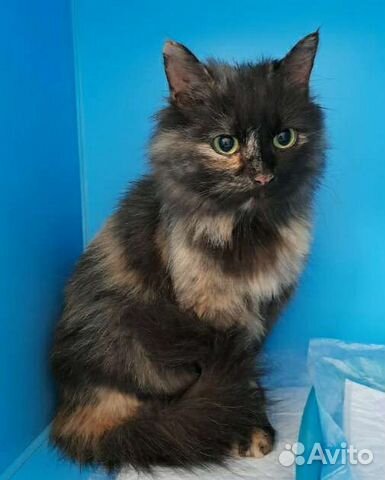 Очень ласковая кошечка Марфа в добрые руки