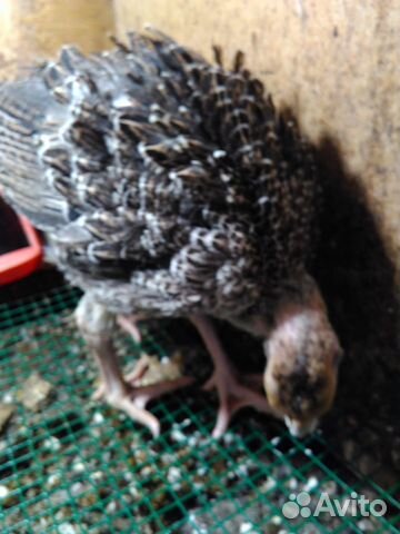 Продам месячных индюшат