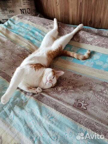 Котик Пряник в добрые руки