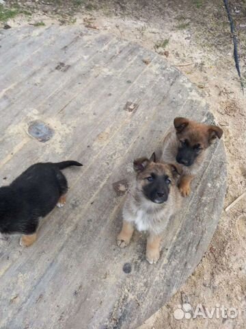 Собаки,щенки нем.овчарки