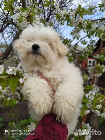 Щенки мальтийской болонки