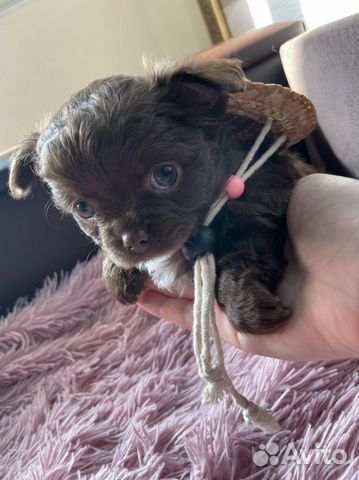 Шоколадная Евочка