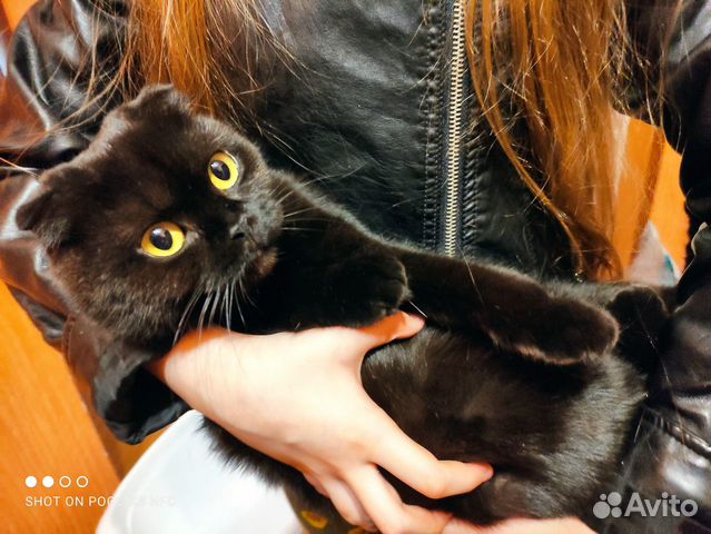 Найдена вислоухая кошка