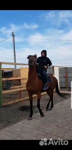 Жеребец на случку