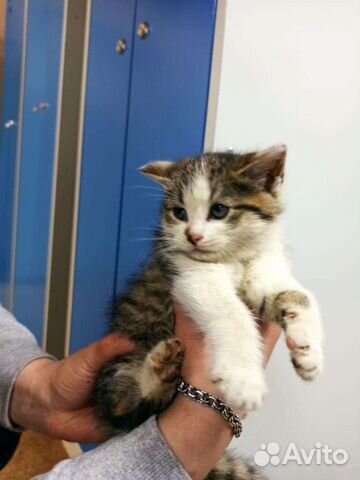 Мордатенькие котятки в дар 1,5 мес