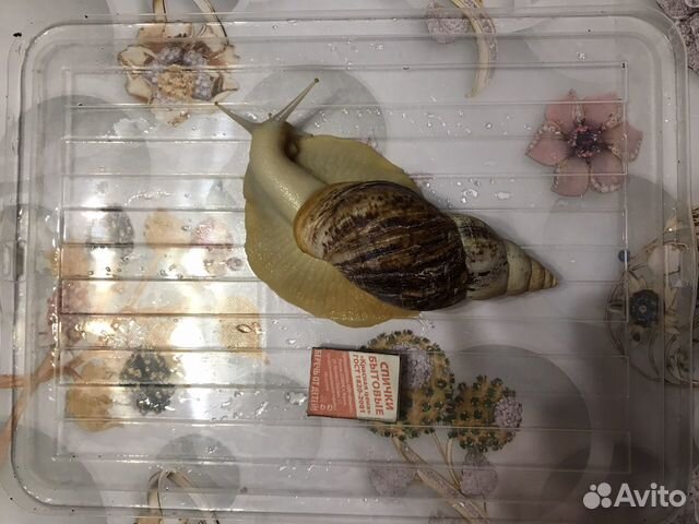 Улитка ахатина даром