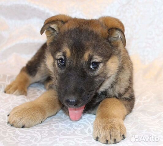 Щенок девочка ищет дом