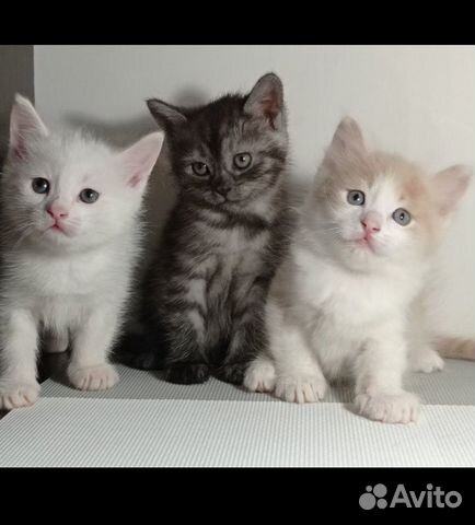 Котята ищут семью