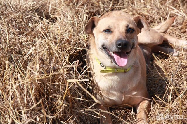 Голди ищет дом