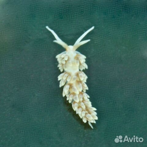 Продам Бергий