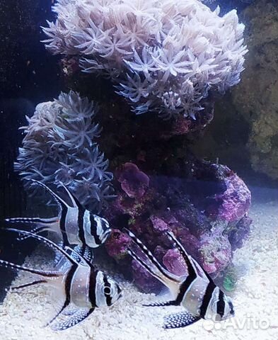 Морская рыба