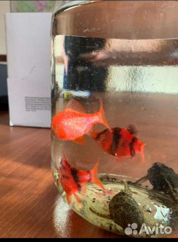 Аквариумные рыбки Барбусы бесплатно