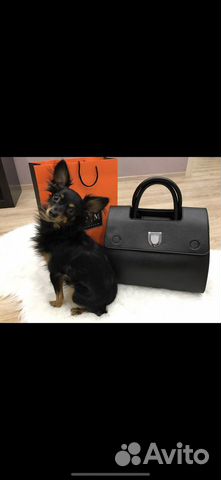 Потерялся русский той терьер