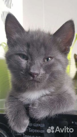 НаСтоящий кот