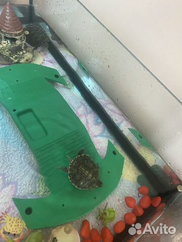 Продам черепашек