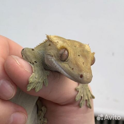 Бананоед