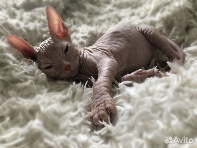 Донской сфинкс