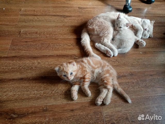 Симпатичные шотландские котята