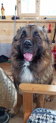 Очаровательный Каштан ищет дом