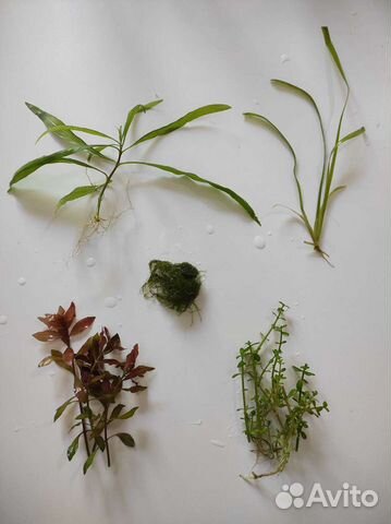 Аквариумные растения