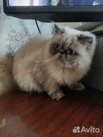 Персидская Гималайская кошка