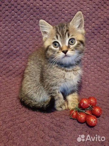 Котёнок-тигрёнок 1.2 мес