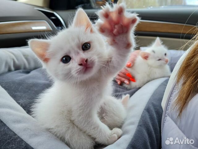 Белая кошечка маленький котенок