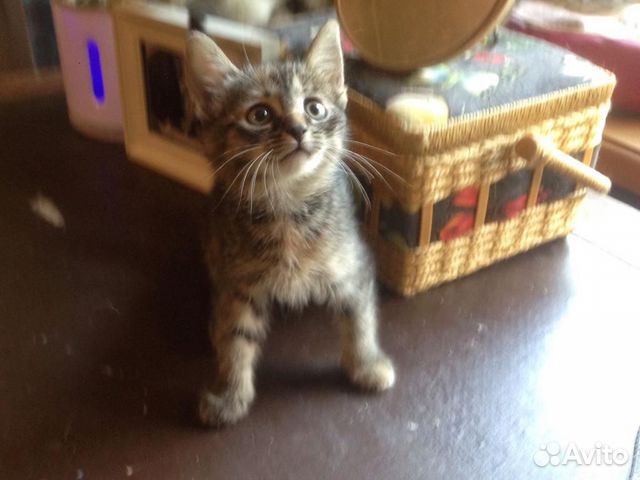 Милашка ищет дом