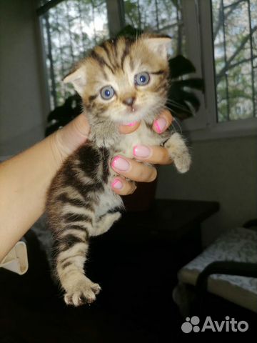 Шотландские вислоухие котята мраморные