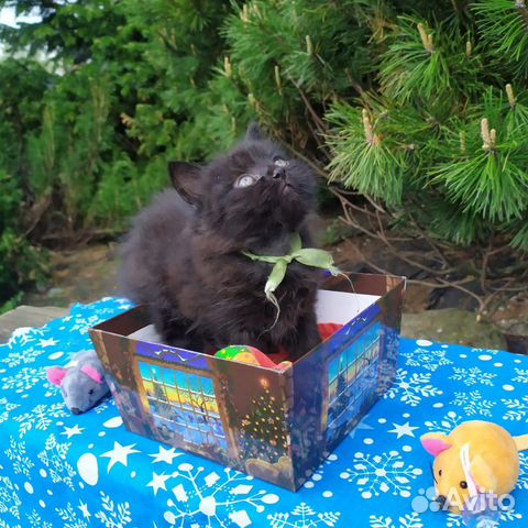Шустрый пушистый чёрный котенок в дар