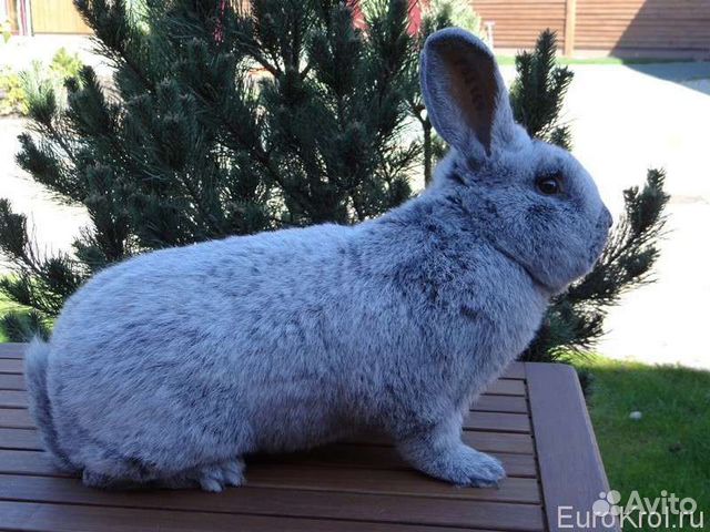 Кролики бсс