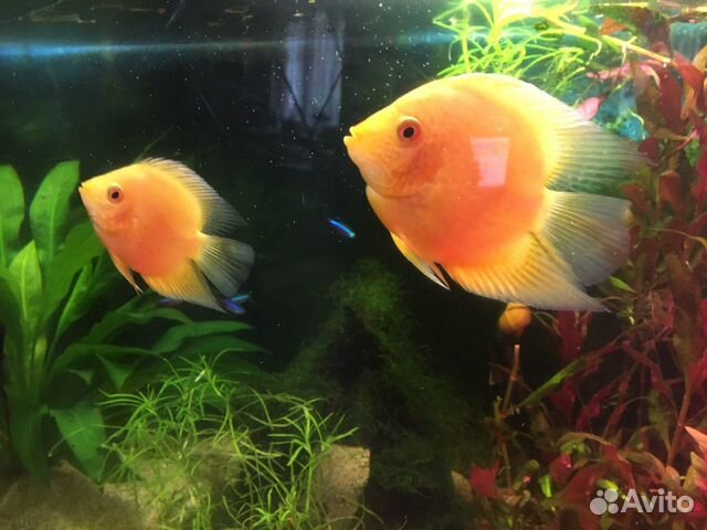 Аквариумные рыбки