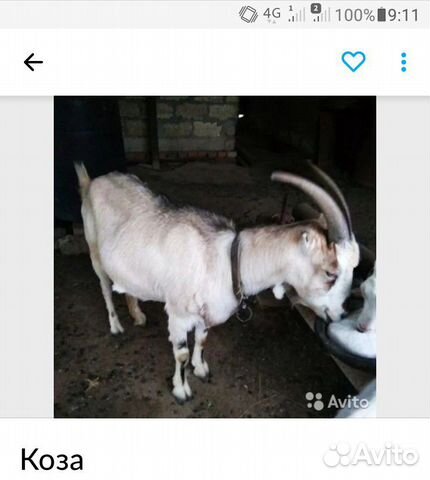 Коза