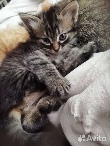 Котенок