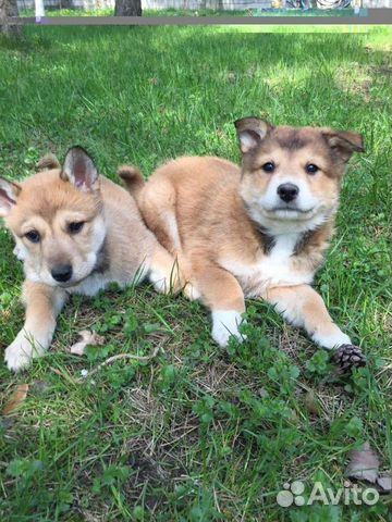 Продаются щенки