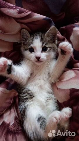 Кошка