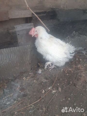 Курицы несушки