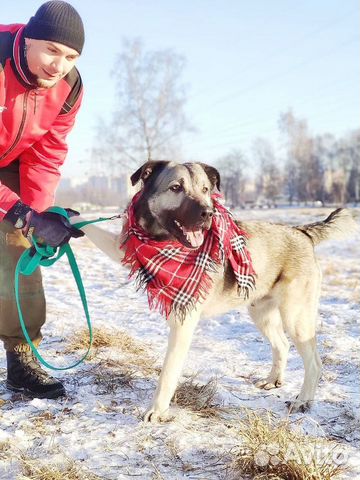 Уникальный Боцман, отдам в хорошие руки