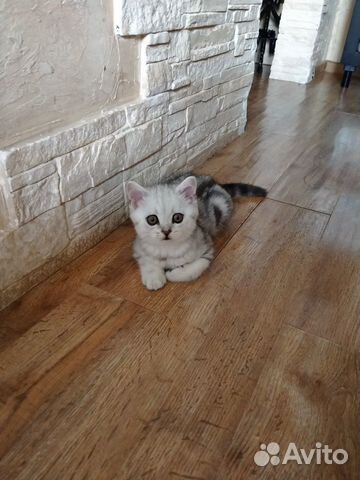 Шотландские котята