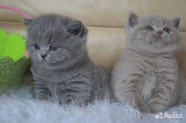 Котики И кошечка шотл