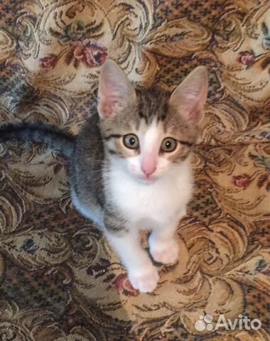 Котенка Васеньку в дар