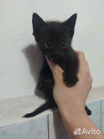 Котенок мальчик
